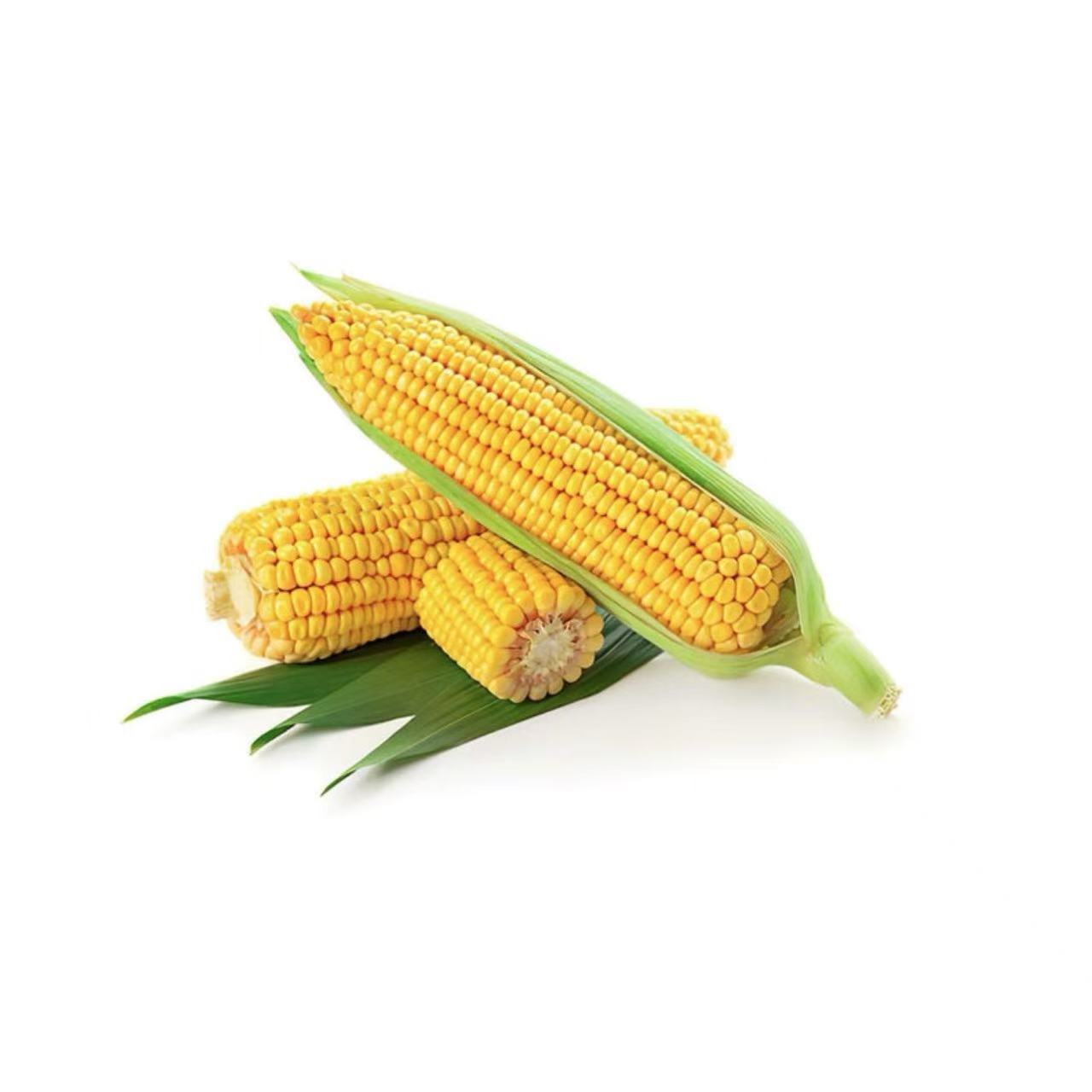 Corn 48ct/ Case – Topfoo